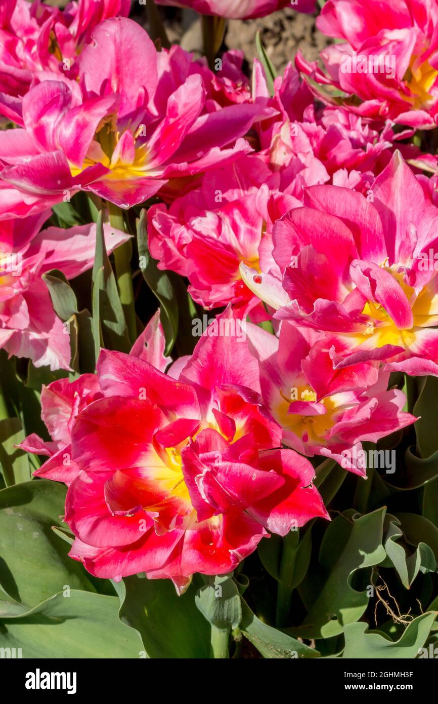 Tulip 'Peach Blossom' in bloom in a garden Stock Photo - Alamy