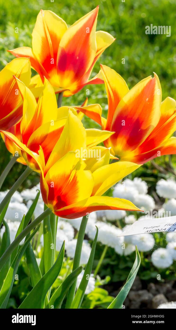 Tulip 'Mona Lisa' in bloom in a garden Stock Photo - Alamy
