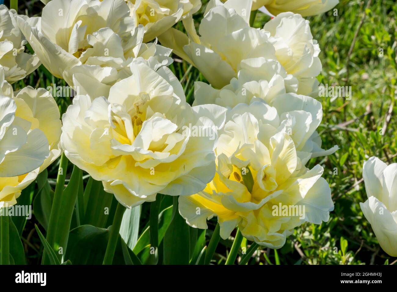 Tulip 'Verona' in bloom in a garden Stock Photo - Alamy