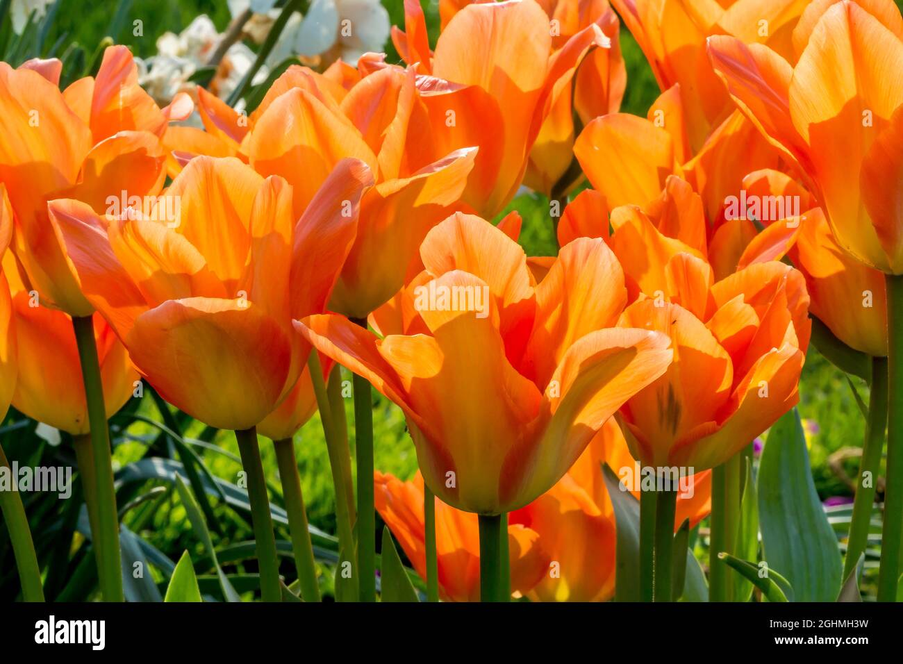 Foster tulip 'Orange Emperor' in bloom in a garden Stock Photo - Alamy