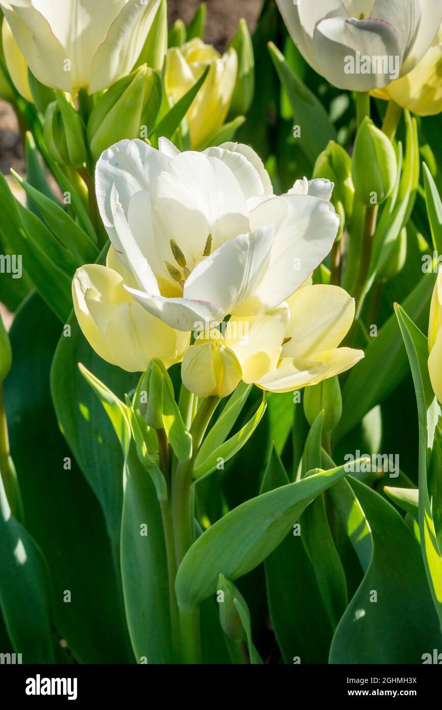 Tulip 'Candy Club' in bloom in a garden Stock Photo - Alamy
