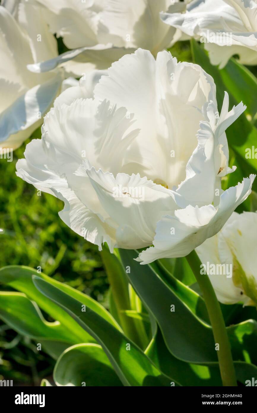Parrot tulip 'Super Parrot' in bloom in a garden Stock Photo - Alamy