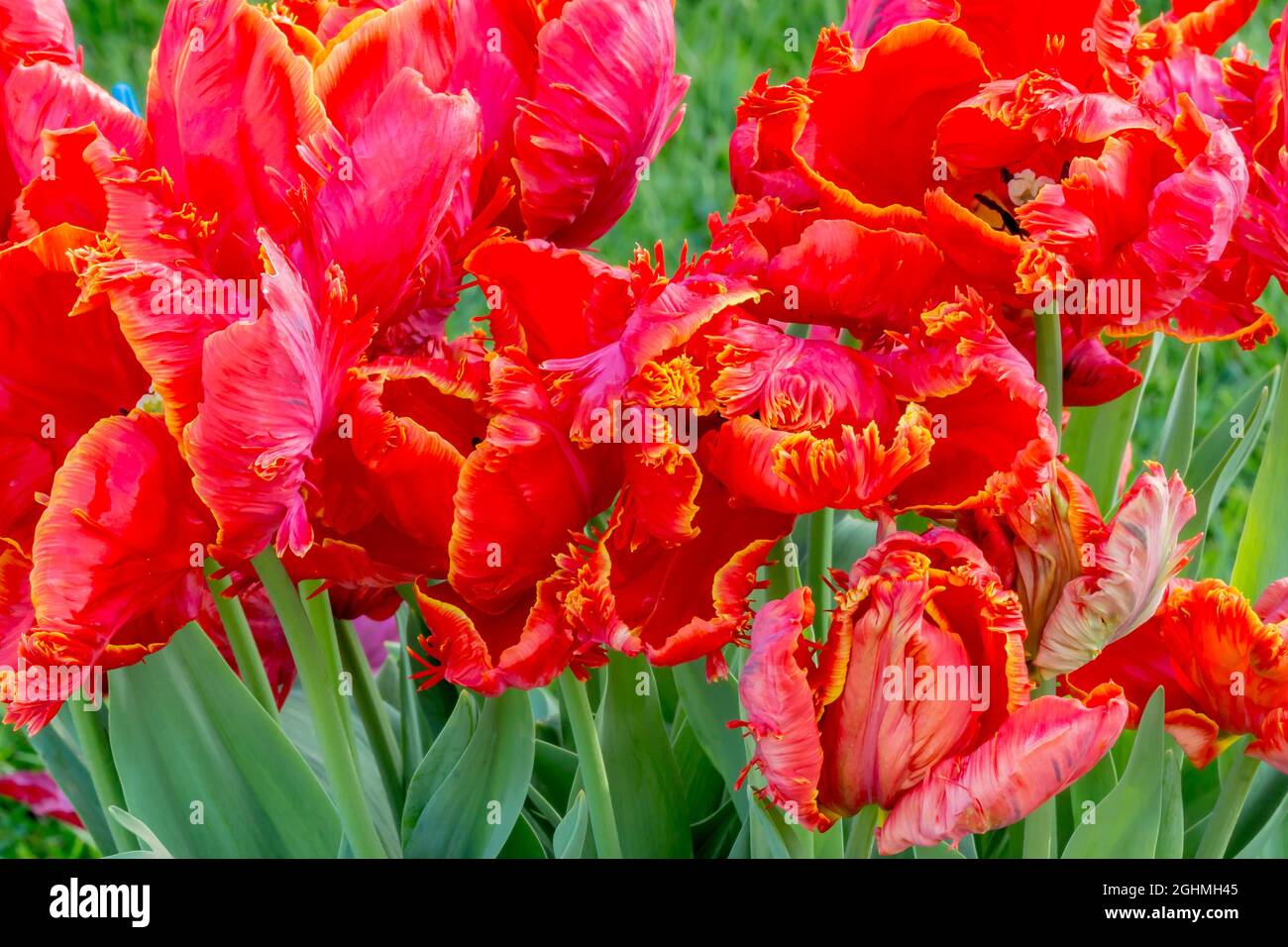 Parrot tulip 'Monarch Parrot' in bloom in a garden Stock Photo - Alamy