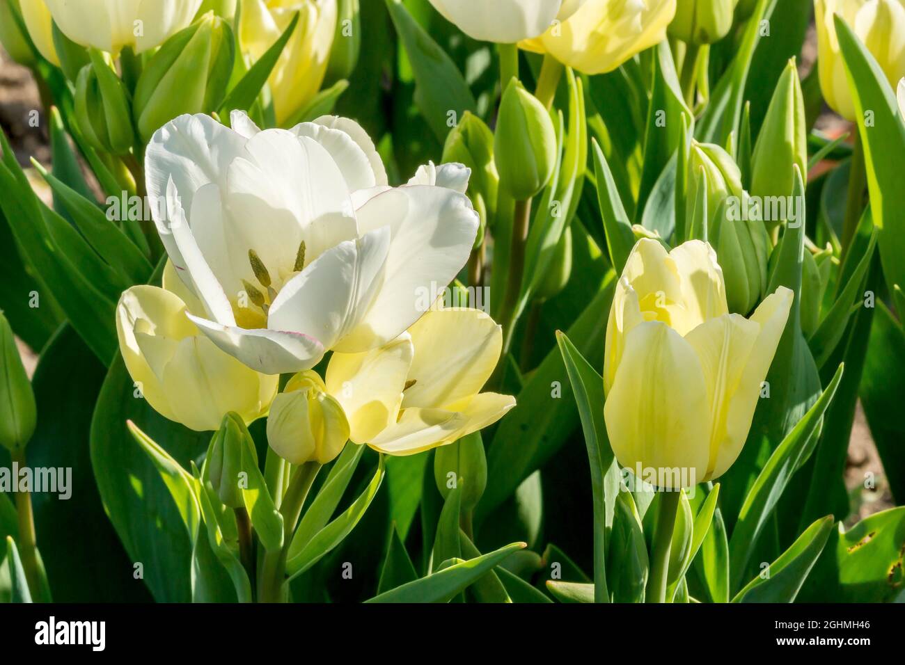 Tulip 'Candy Club' in bloom in a garden Stock Photo - Alamy