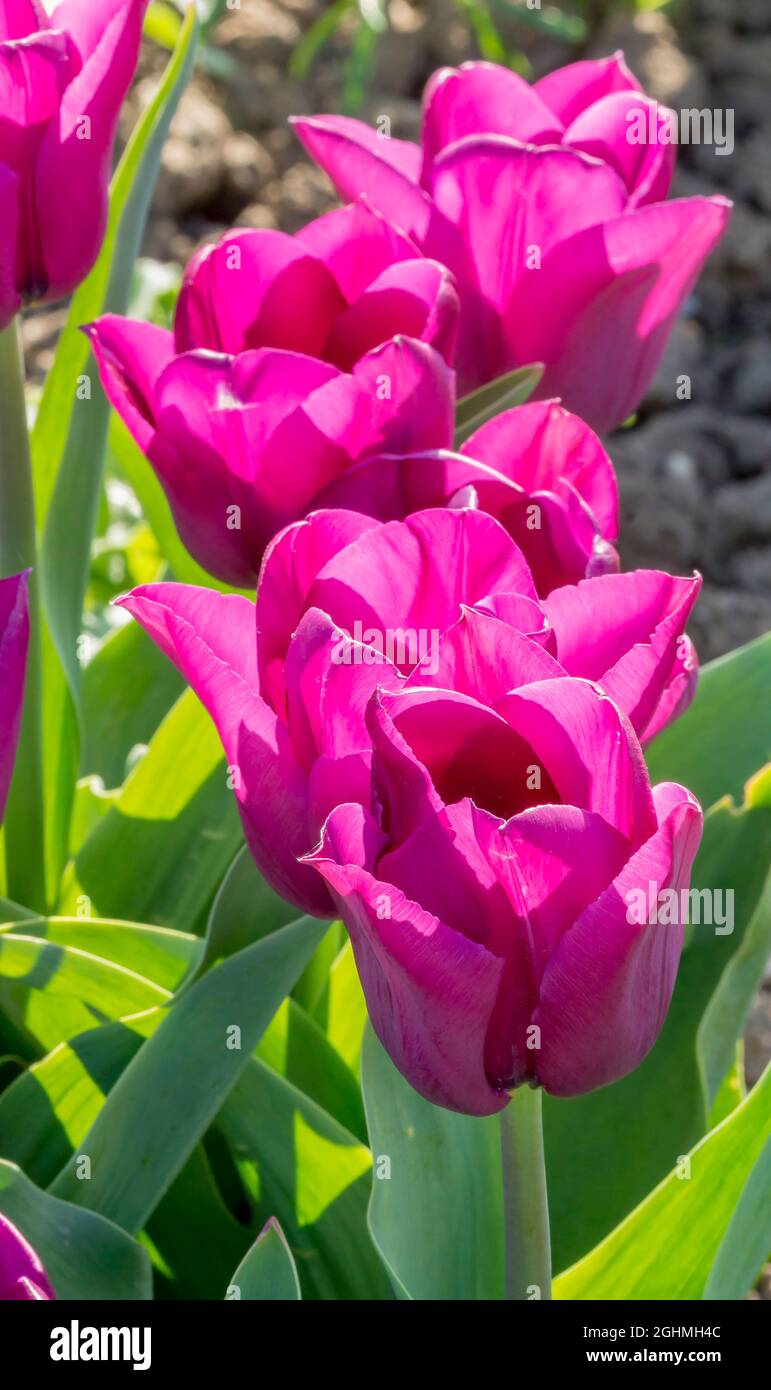 Tulip 'Purple Prince' in bloom in a garden Stock Photo - Alamy