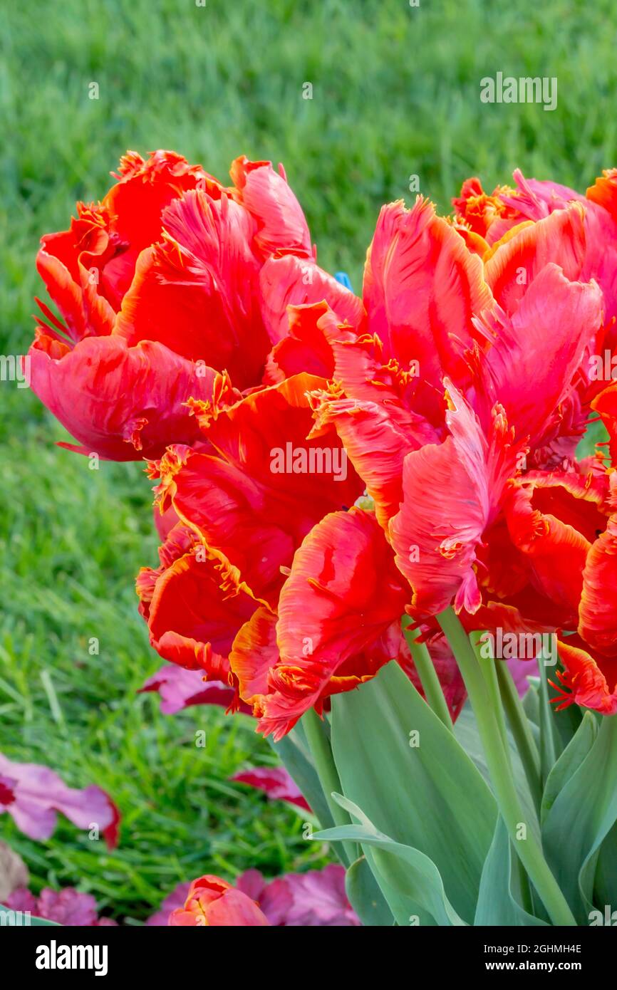 Parrot tulip 'Monarch Parrot' in bloom in a garden Stock Photo - Alamy