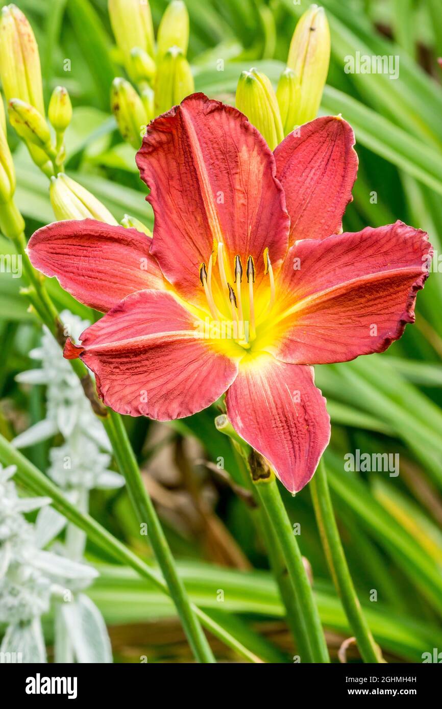 Hemerocalle 'Cherry Cheeks' in bloom in a garden Stock Photo - Alamy