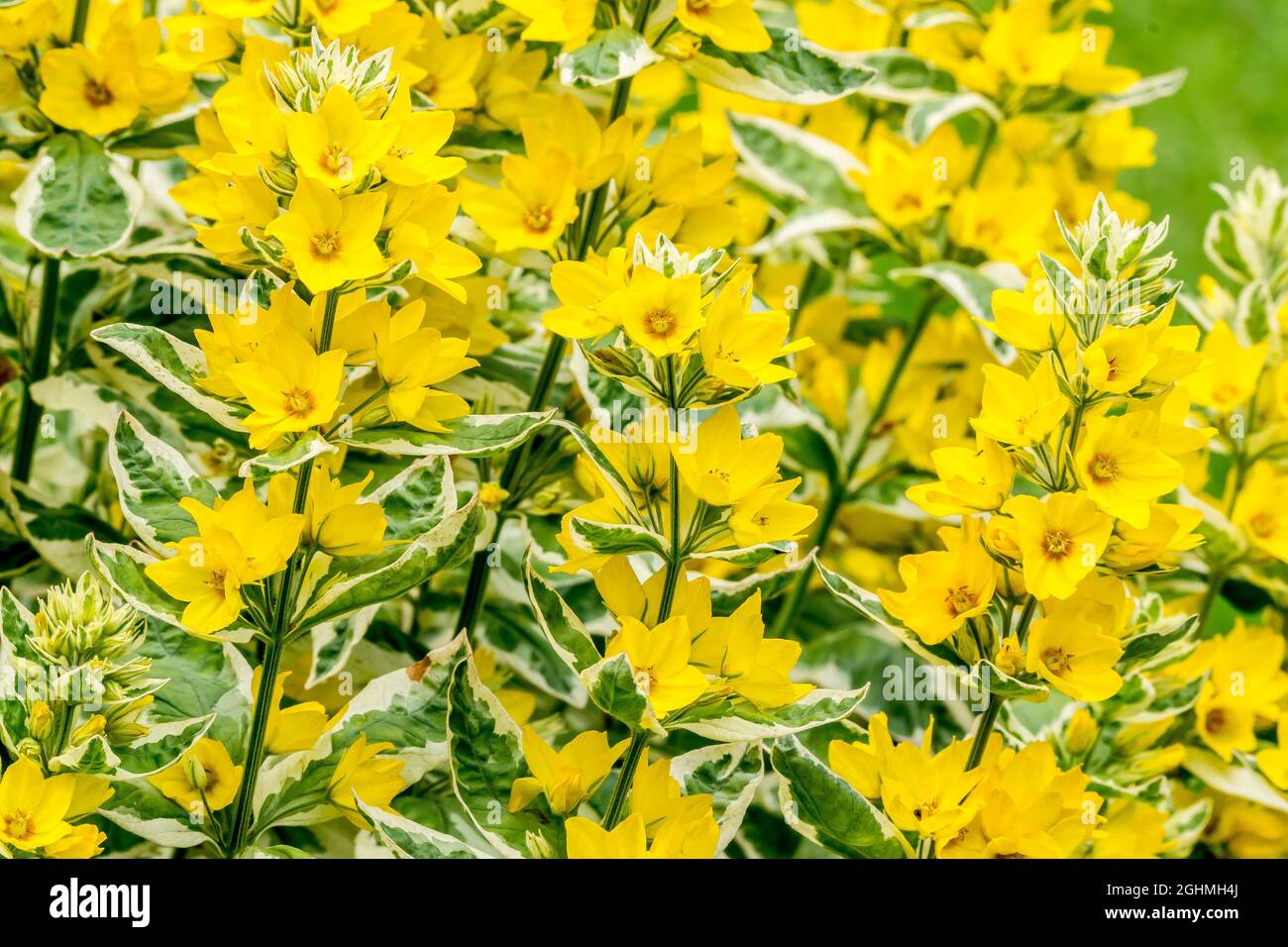 Lysimachia punctata 'Alexander' Stock Photo - Alamy Lysimachia punctata 'Alexander' Stock Photo - Alamy