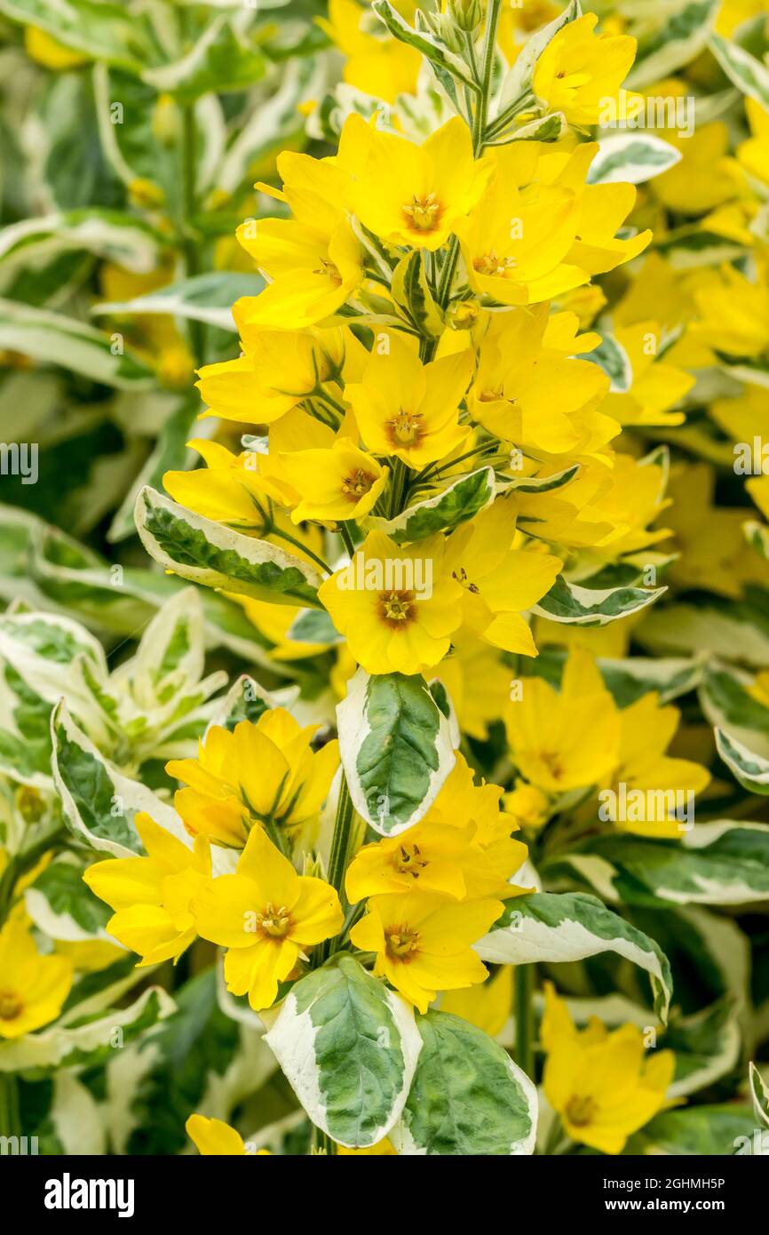 Lysimachia punctata 'Alexander' Stock Photo - Alamy Lysimachia punctata 'Alexander' Stock Photo - Alamy