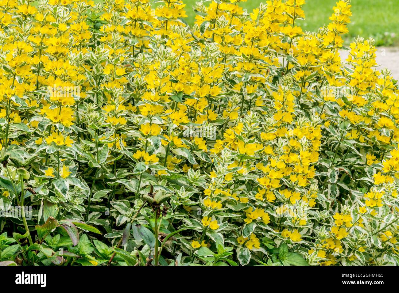 Lysimachia punctata 'Alexander' Stock Photo - Alamy Lysimachia punctata 'Alexander' Stock Photo - Alamy