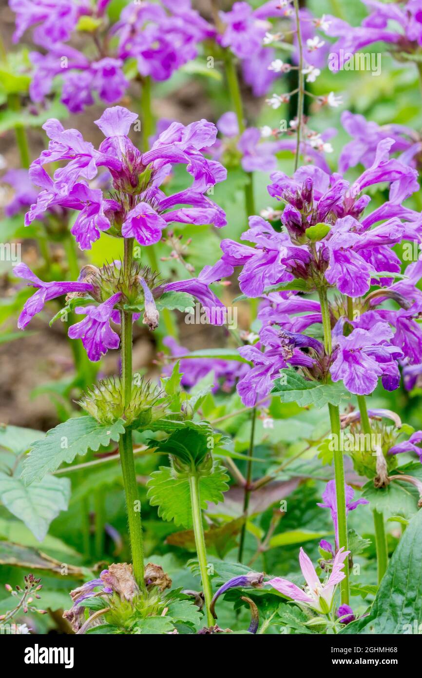 Stachys macrantha 'Superba' Stock Photo - Alamy