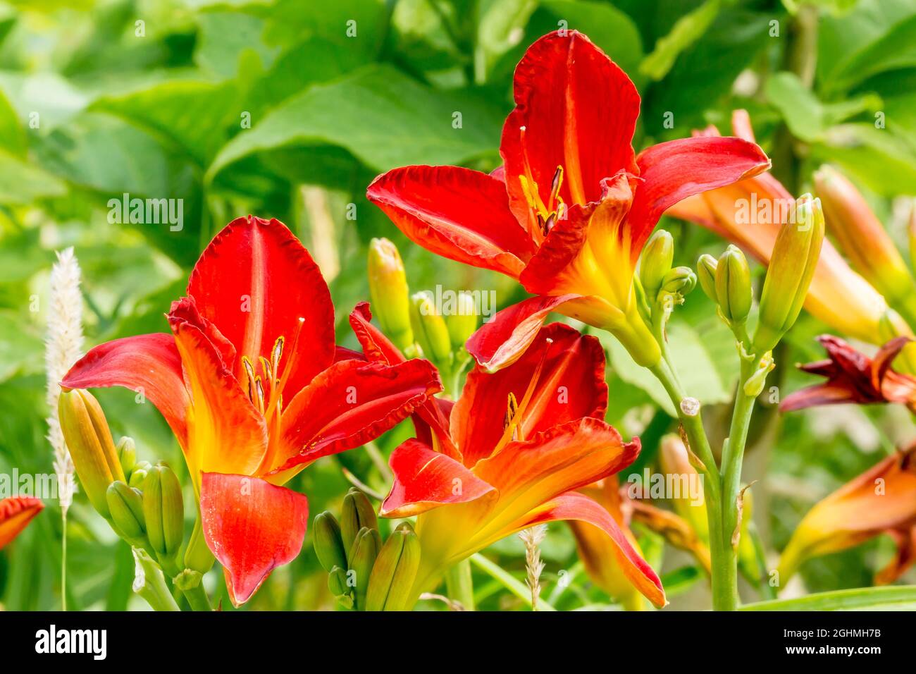 Hemerocalle 'Cherry Cheeks' in bloom in a garden Stock Photo - Alamy