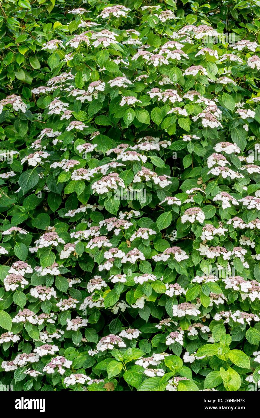 Hydrangea 'Tokyo Delight' in bloom in a garden Stock Photo - Alamy