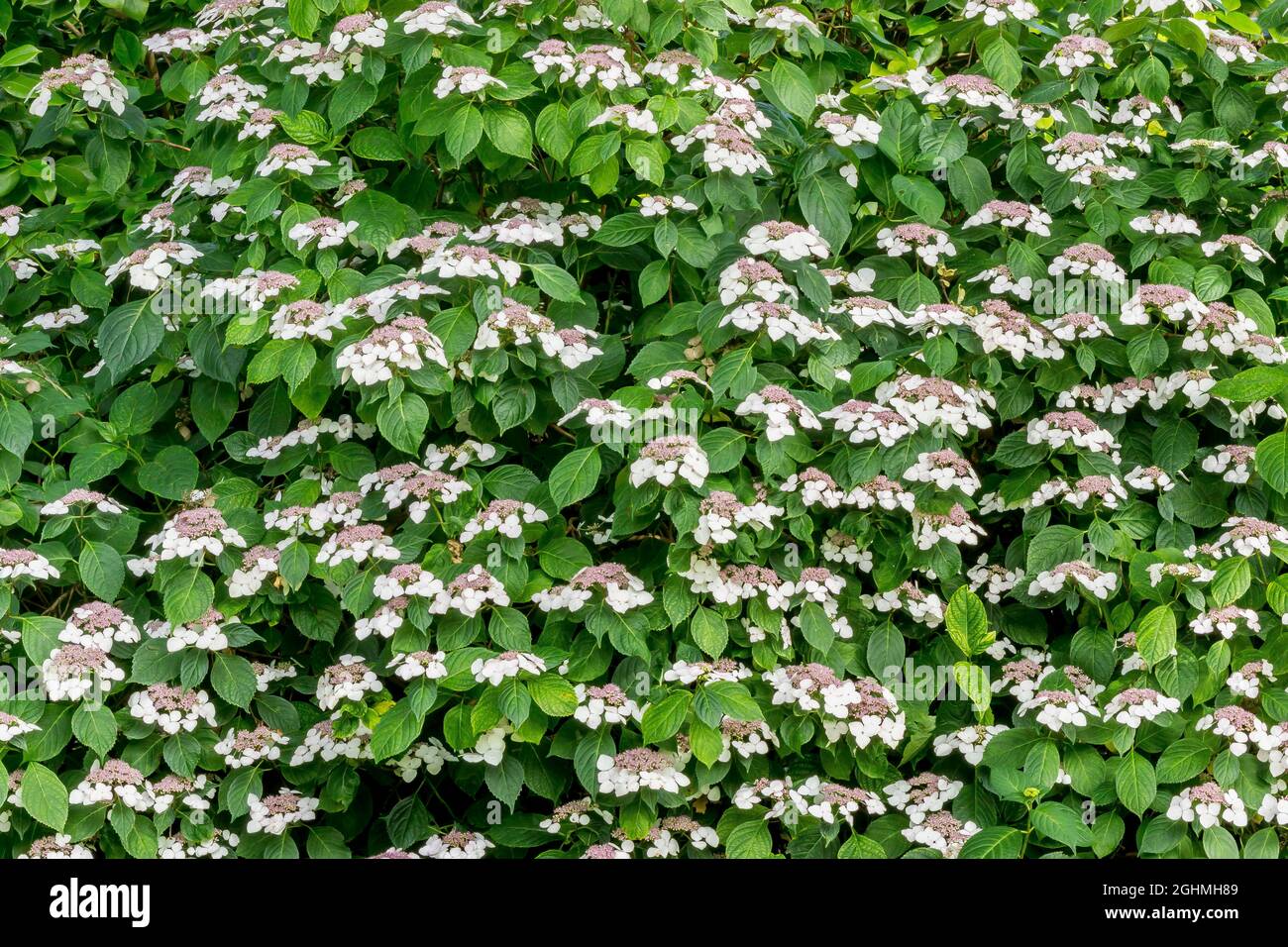 Hydrangea 'Tokyo Delight' in bloom in a garden Stock Photo - Alamy