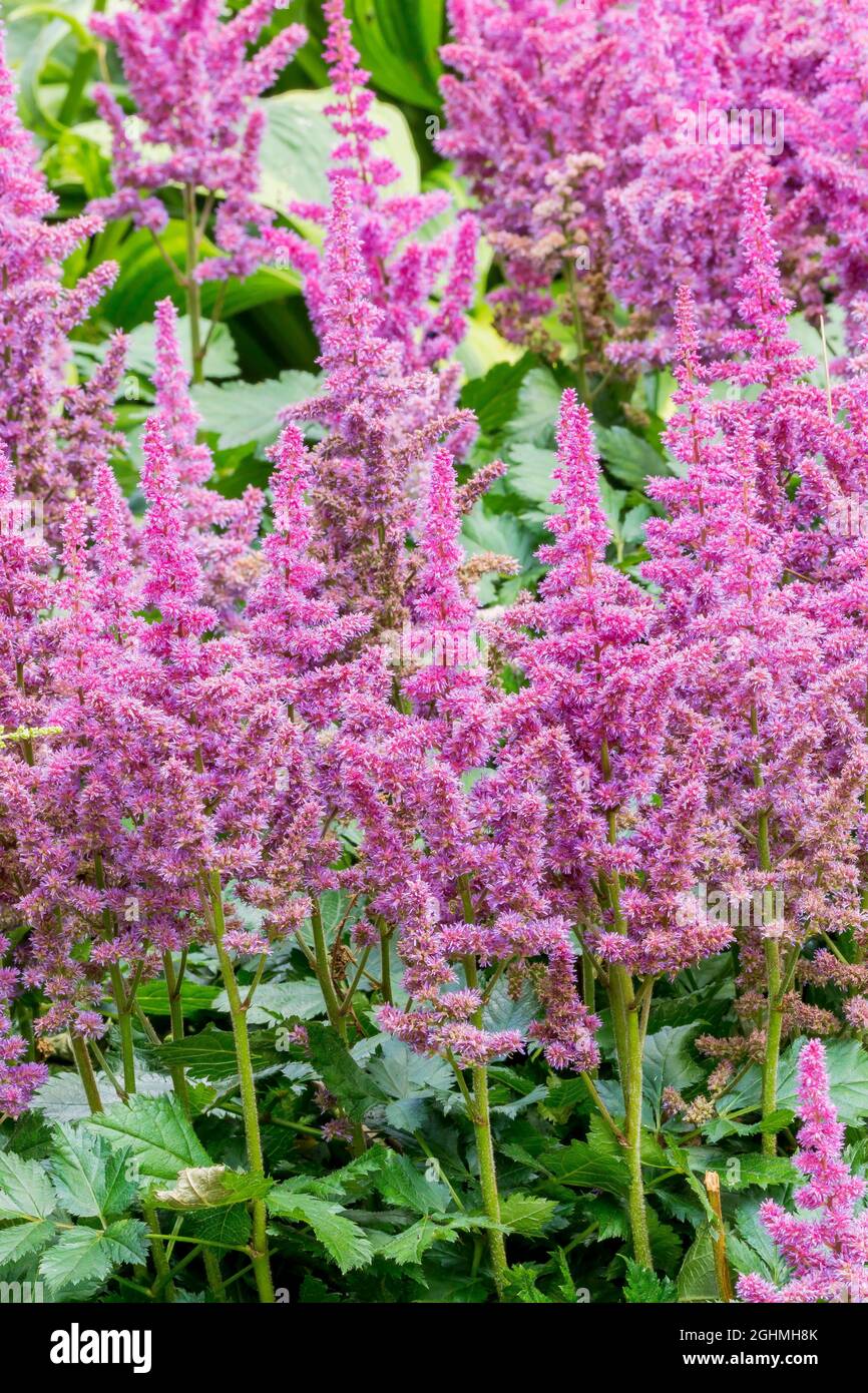 Astilbe chinensis 'Visions' Stock Photo - Alamy