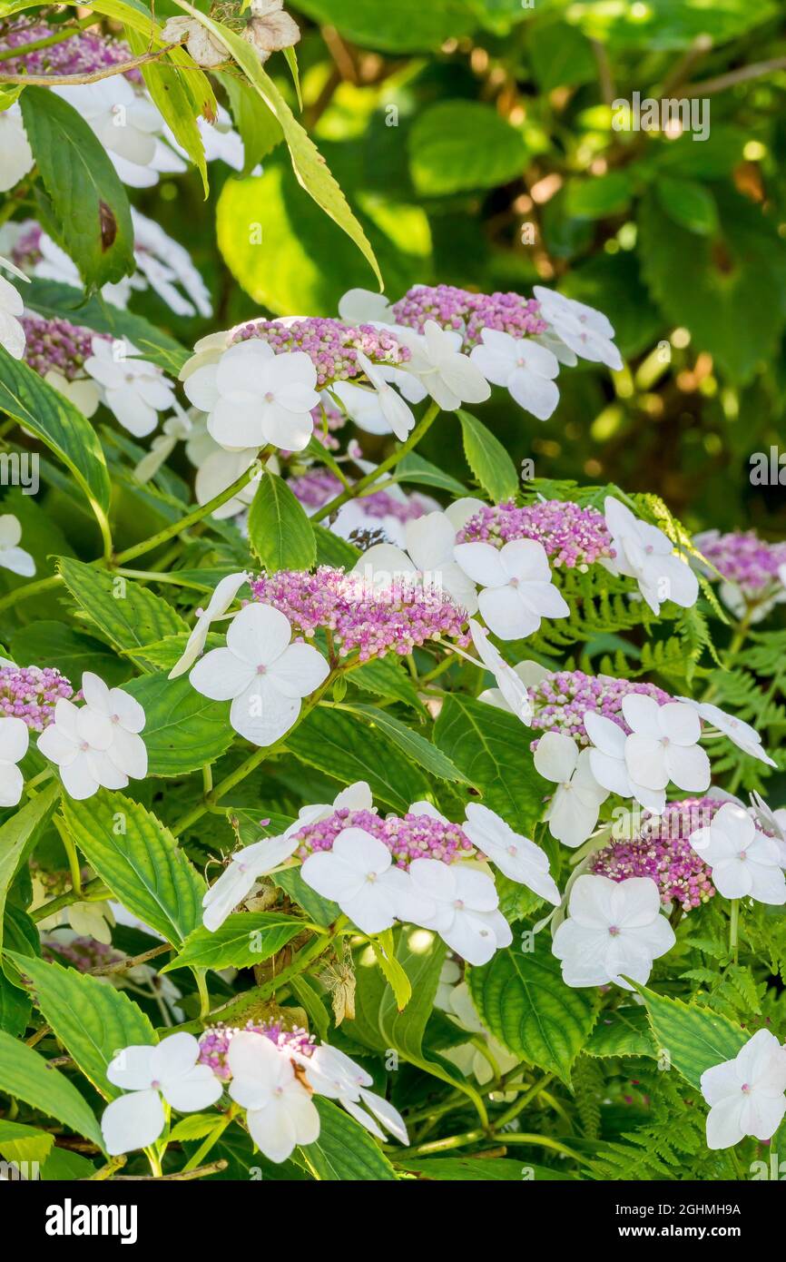 Hydrangea 'Tokyo Delight' in bloom in a garden Stock Photo - Alamy