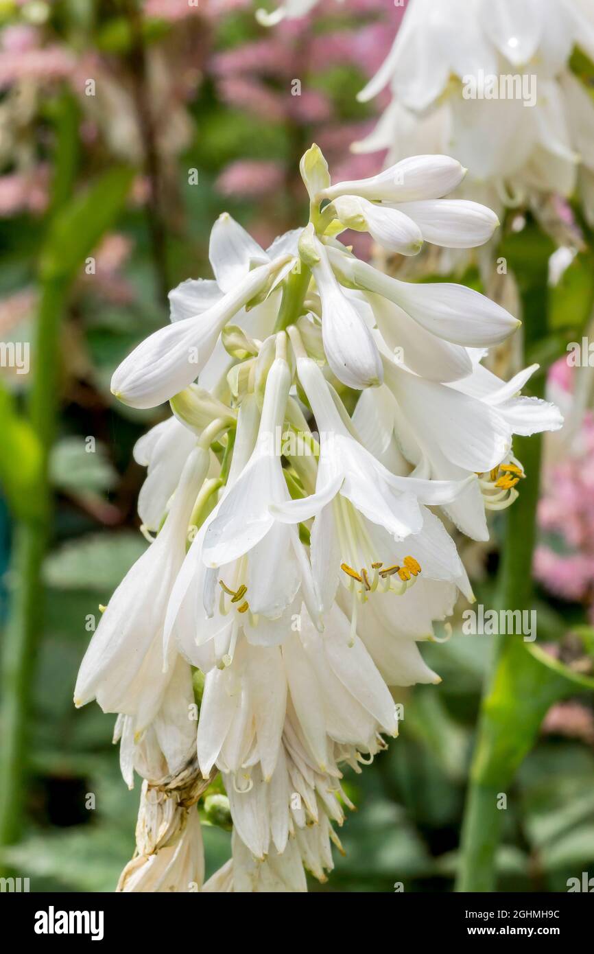 Hosta 'Sea Monster' Stock Photo - Alamy