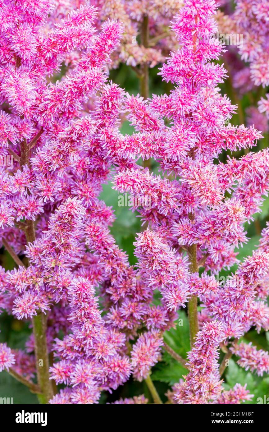 Astilbe arendsii 'Bressingham Beauty' Stock Photo - Alamy