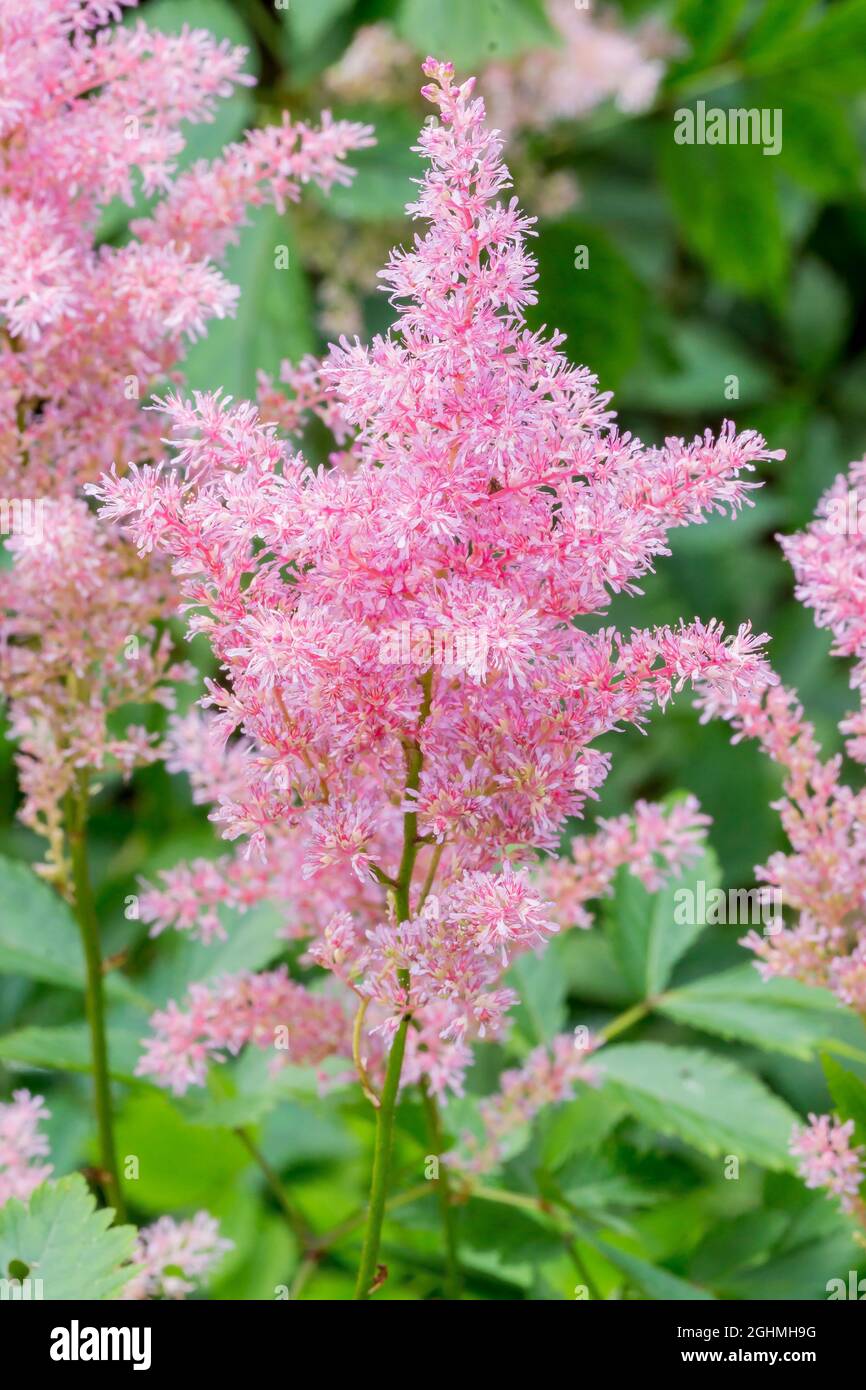 Astilbe arendsii 'Bressingham Beauty' Stock Photo - Alamy