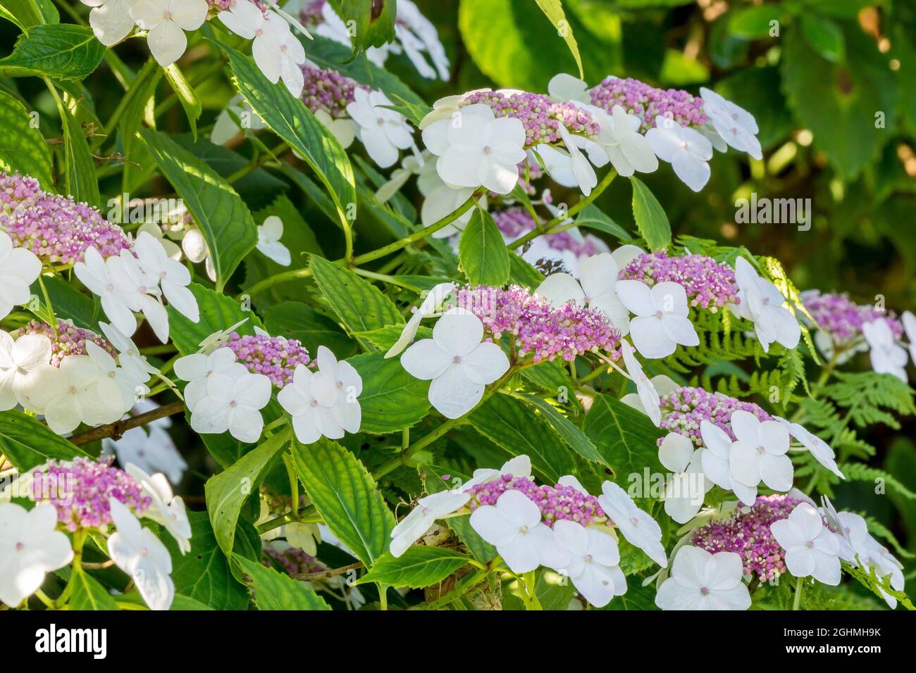 Hydrangea 'Tokyo Delight' in bloom in a garden Stock Photo - Alamy