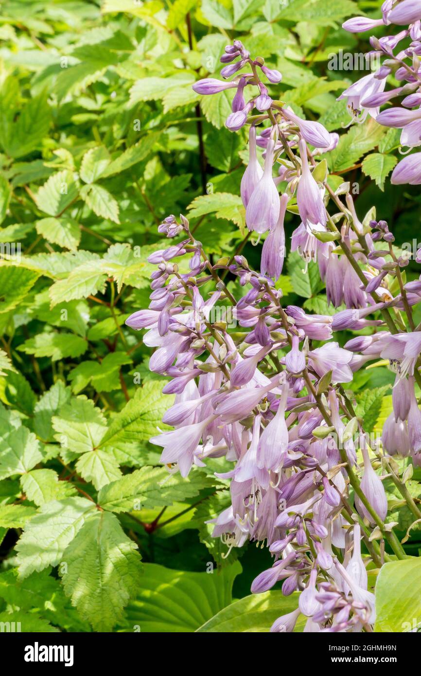 Hosta undulata 'Albomarginata' Stock Photo - Alamy