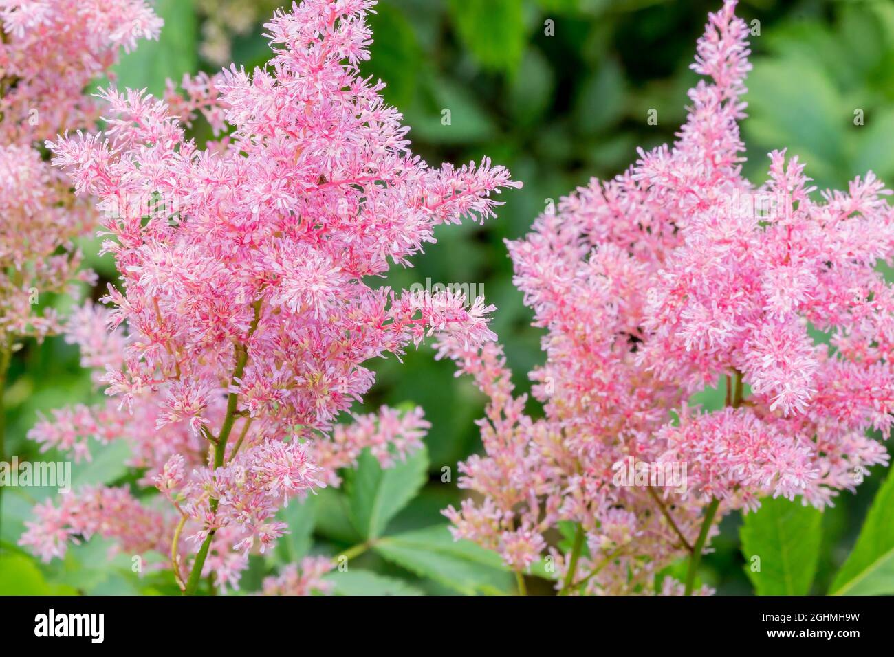 Astilbe arendsii 'Bressingham Beauty' Stock Photo - Alamy