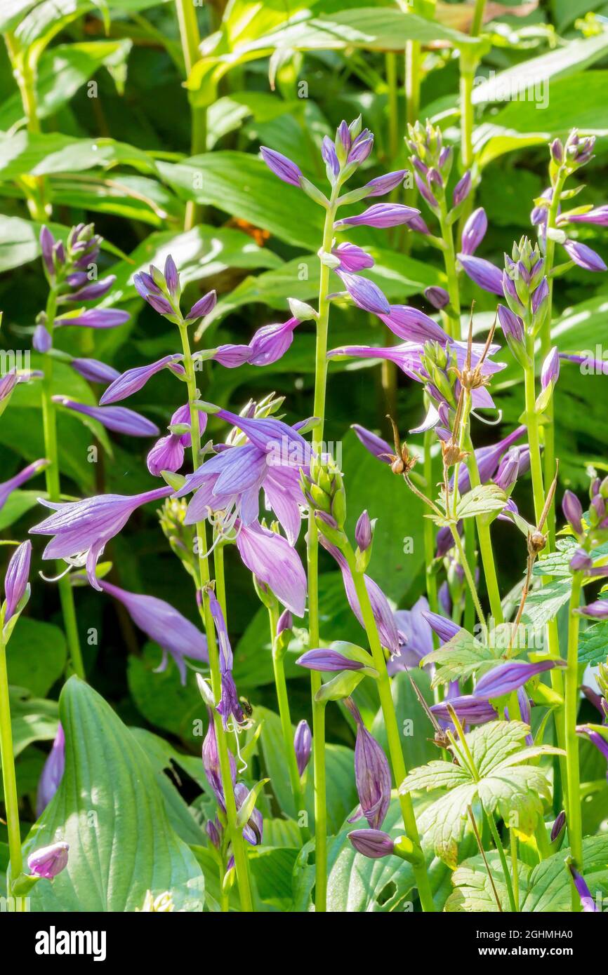 Hosta 'Lemon Lime' Stock Photo - Alamy