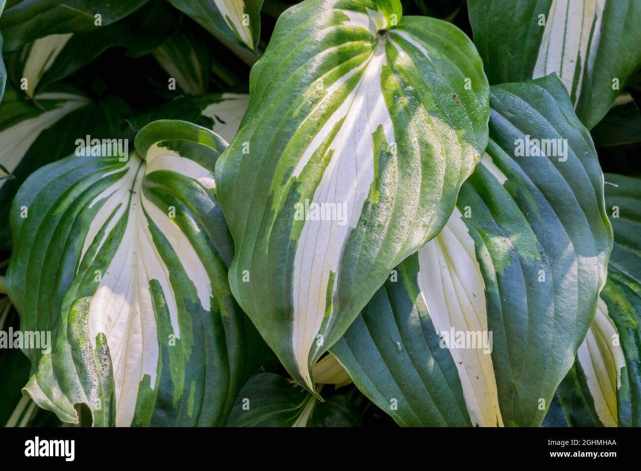 Hosta undulata 'Mediovariegata' Stock Photo - Alamy