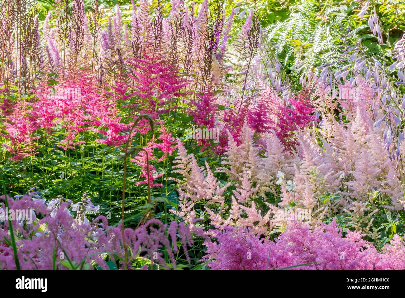 Astilbe simplicifolia 'Rosea', Astilbe Arendsii 'Elisabeth Bloom ...