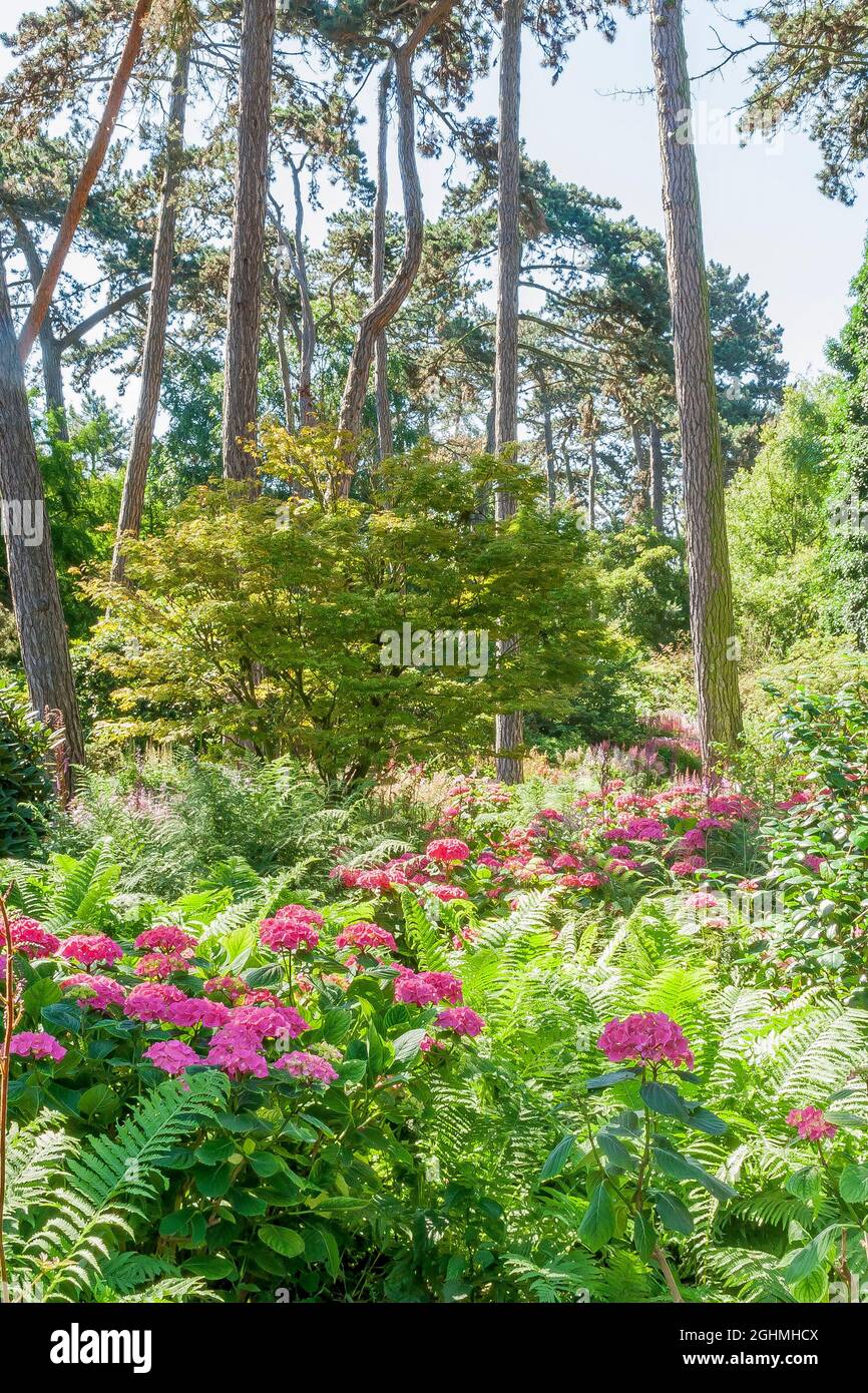 Hydrangea 'Maman' in bloom at Parc Floral Vincennes, Paris, France ...