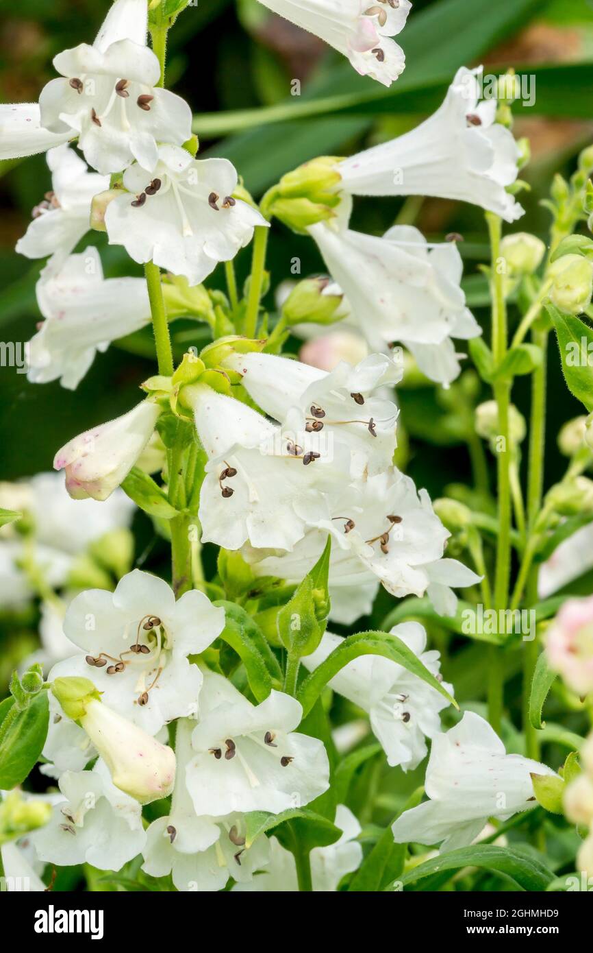 Penstemon 'Snow Storm' in bloom in a garden Stock Photo - Alamy