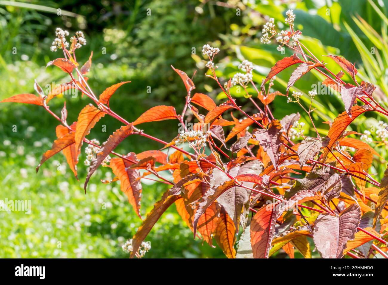 Polygonum microcephala 'Red Dragon' Stock Photo - Alamy