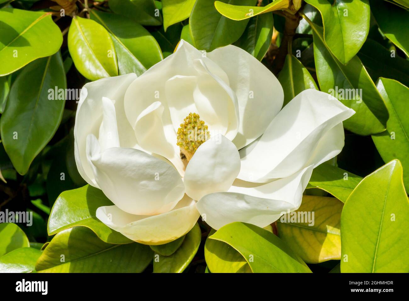 Magnolia tree bark hi-res stock photography and images - Alamy