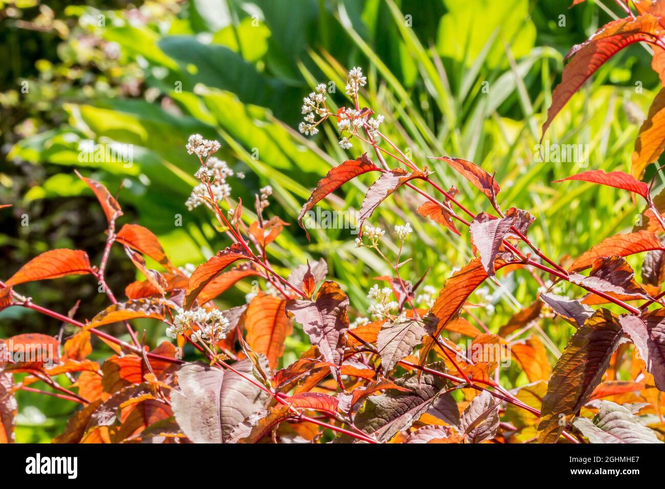 Polygonum microcephala 'Red Dragon' Stock Photo - Alamy