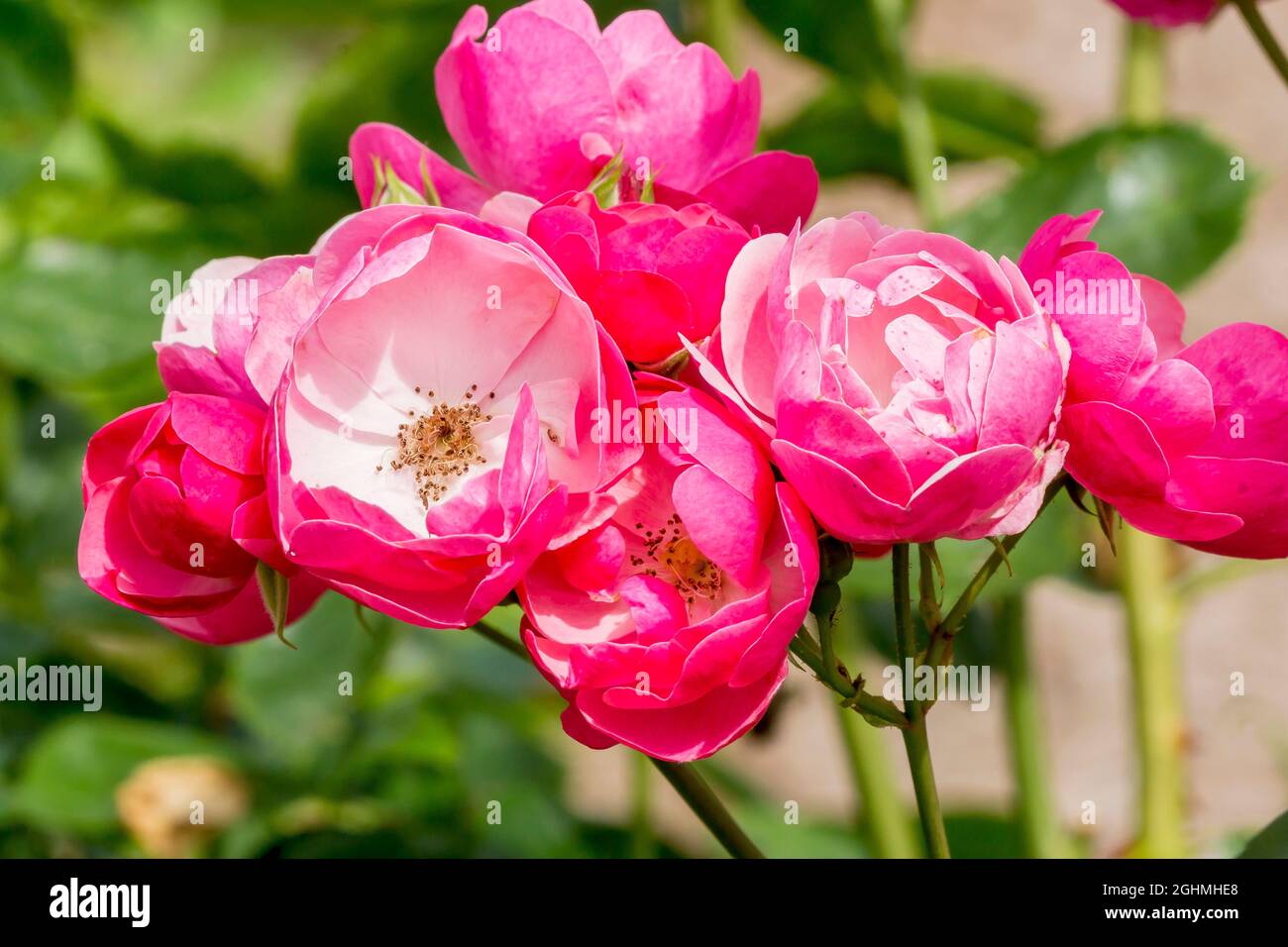 Rose tree 'Angela' in bloom in a garden Stock Photo - Alamy