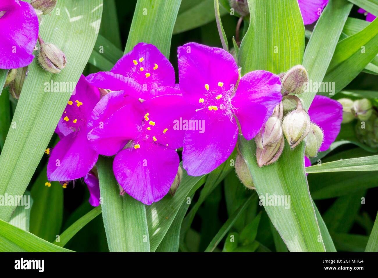 Tradescantia andersoniana 'Purewell Giant' Stock Photo - Alamy