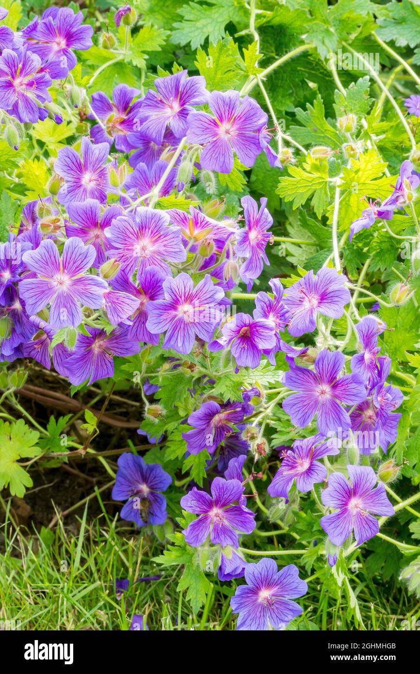 Geranium himalayense 'Gravetye' Stock Photo - Alamy