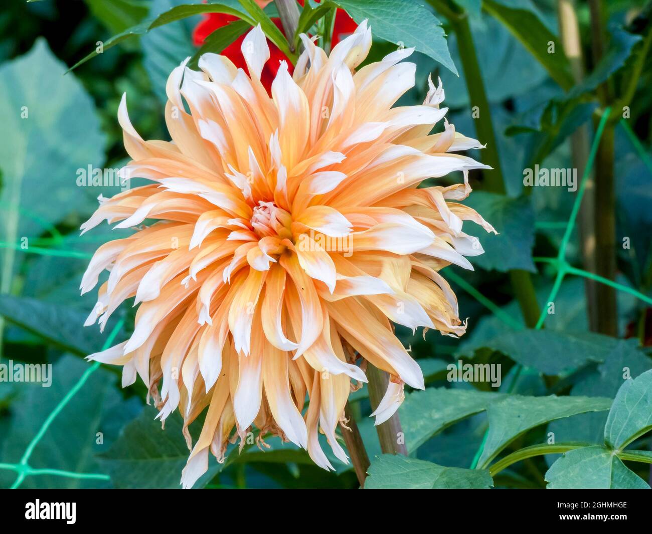 Dahlia 'Apelsini Sniega' in bloom in a garden Stock Photo - Alamy