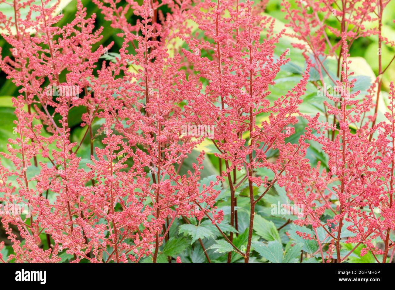 Astilbe japonica 'Red Sentinel' Stock Photo - Alamy
