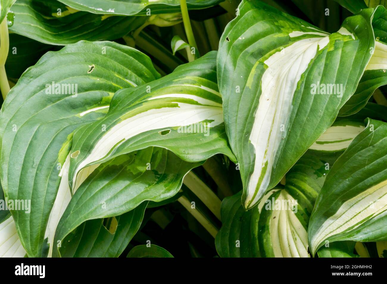 Hosta undulata 'Medio Variegata' Stock Photo - Alamy