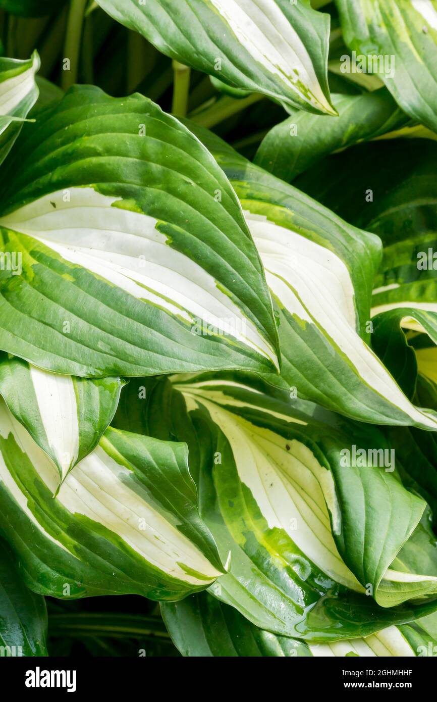 Hosta undulata 'Medio Variegata' Stock Photo - Alamy