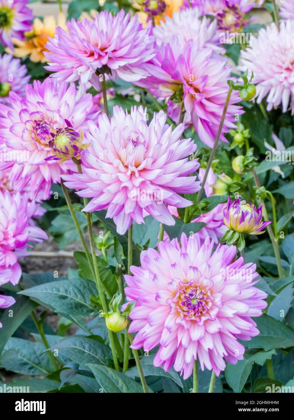 Dahlia 'Aztec Veracruz' in bloom in a garden Stock Photo - Alamy