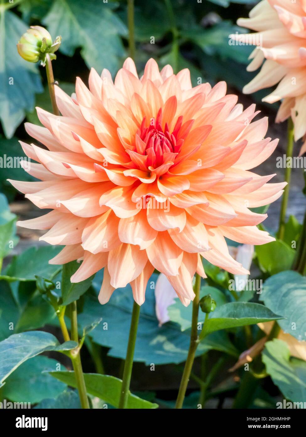 Dahlia 'Aztec Benito' in bloom in a garden Stock Photo - Alamy