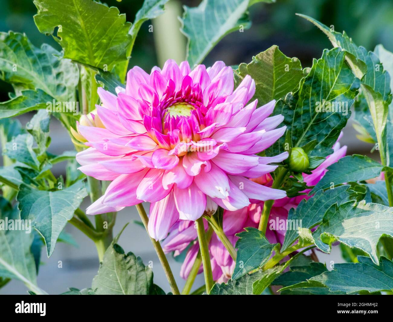 Dahlia 'Melody Lizza' in bloom in a garden Stock Photo - Alamy