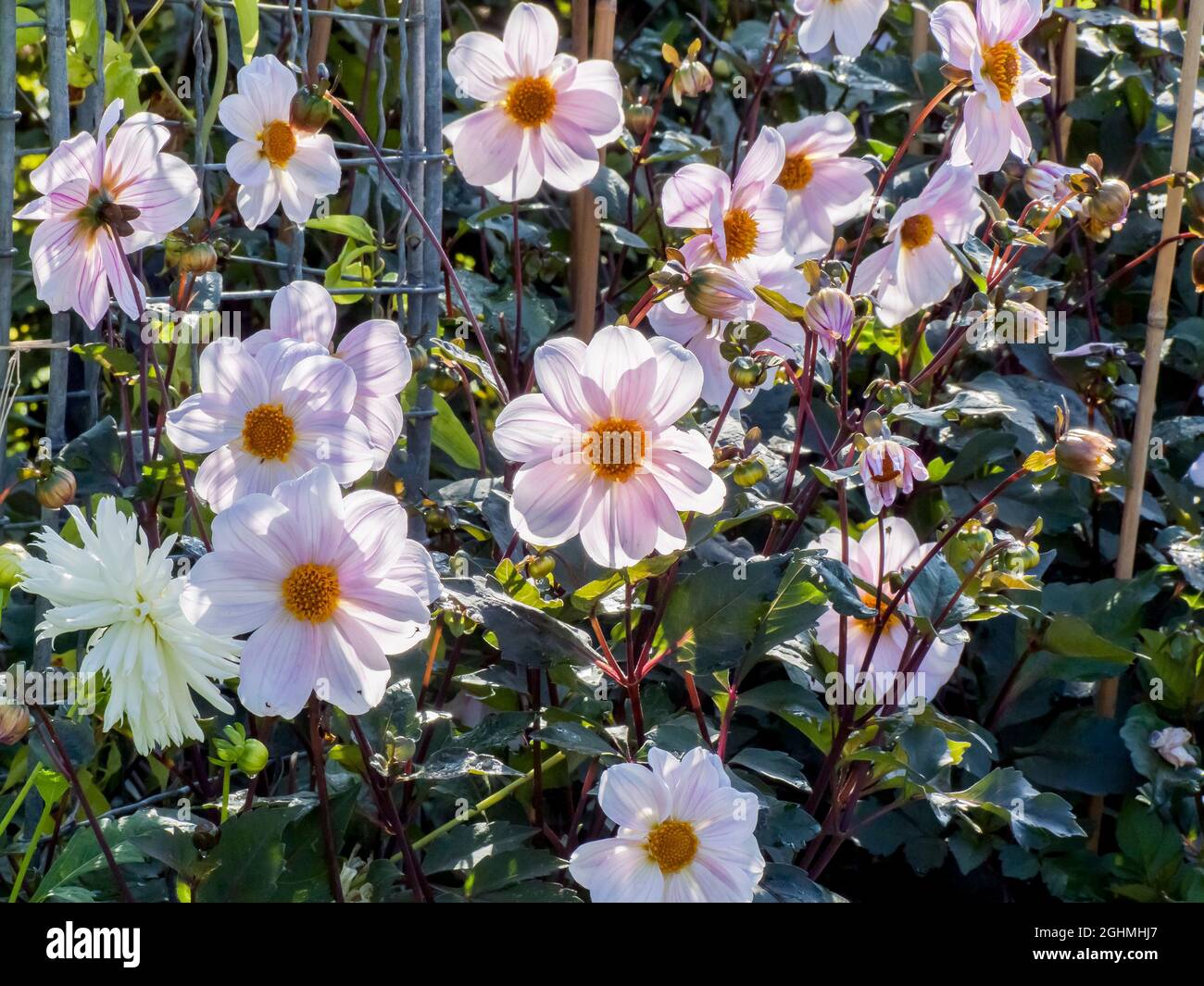 ‘happy single princess’ dahlia hi-res stock photography and images - Alamy