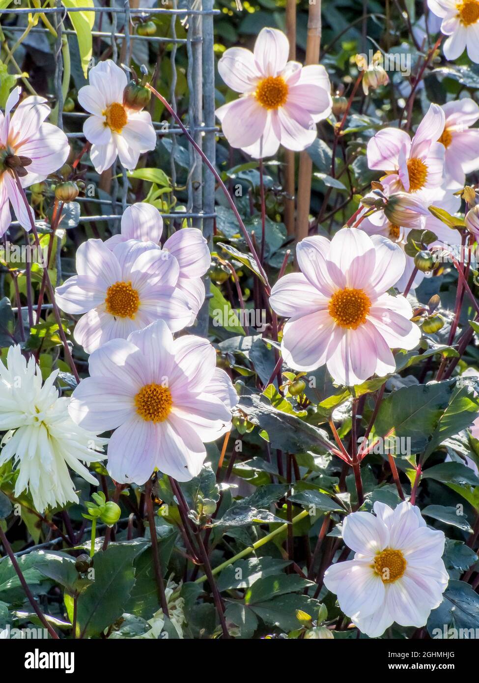 ‘happy single princess’ dahlia hi-res stock photography and images - Alamy