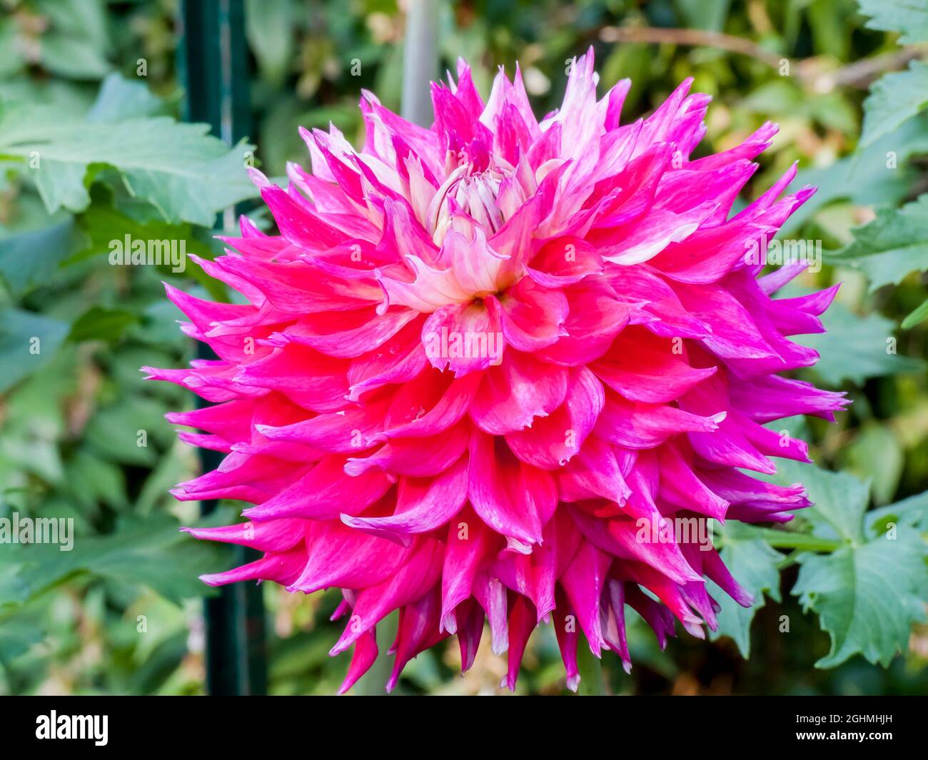 Dahlia 'Rimbaud' Obtenteur : Seguin (CAN Stock Photo - Alamy