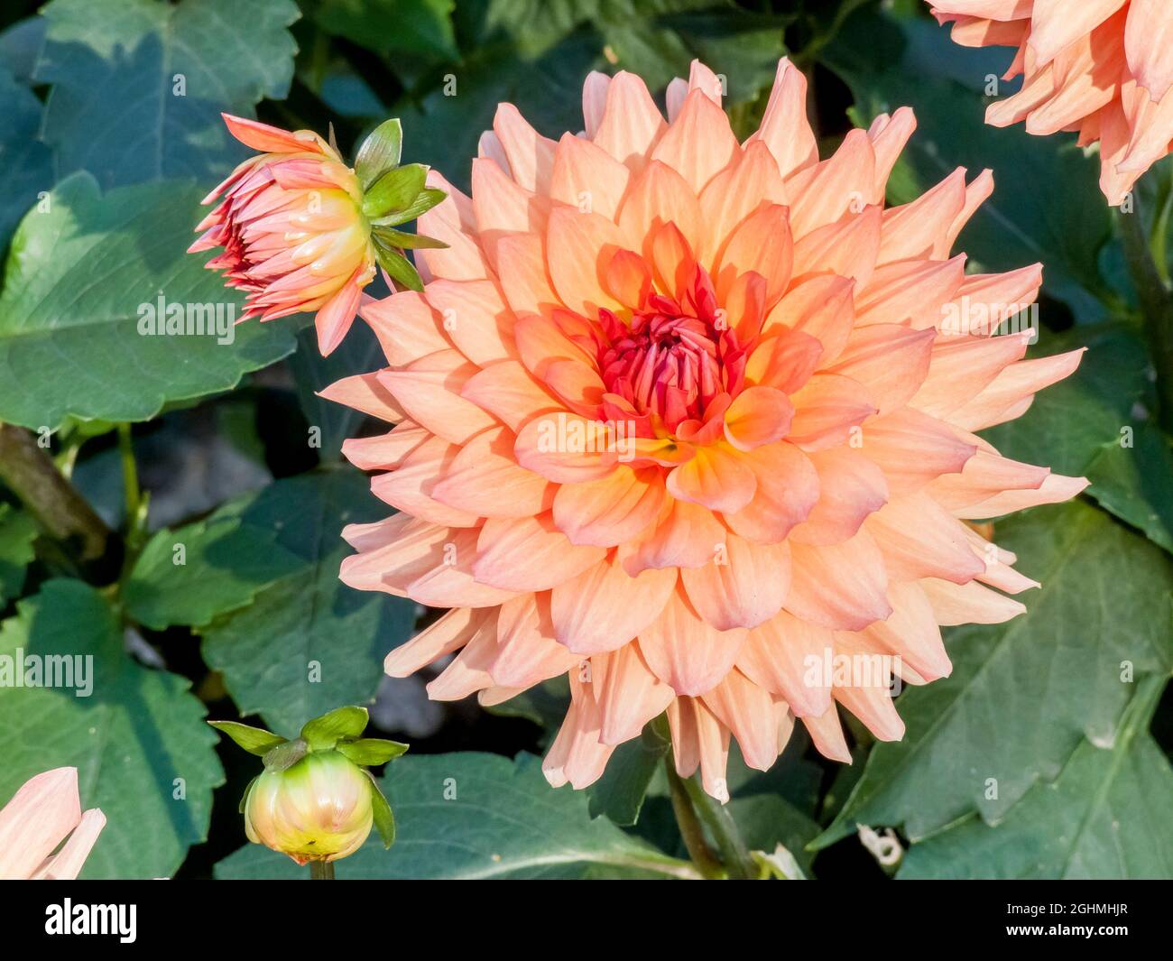 Dahlia 'Aztec Benito' in bloom in a garden Stock Photo - Alamy