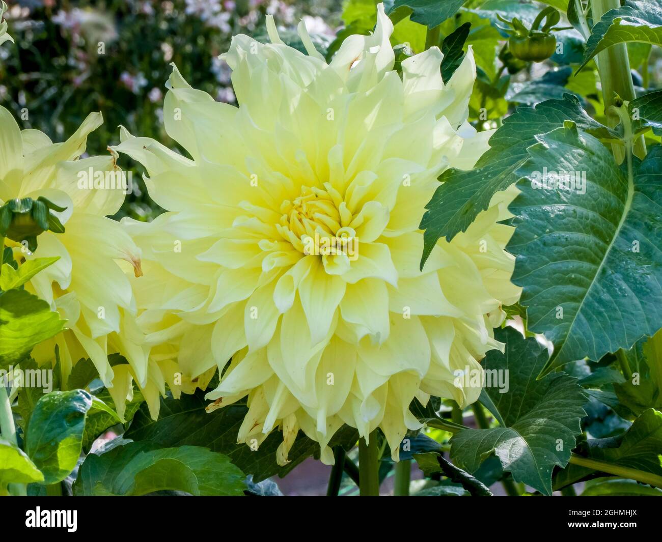 Dahlia 'Aztec Merci' in bloom in a garden Stock Photo - Alamy