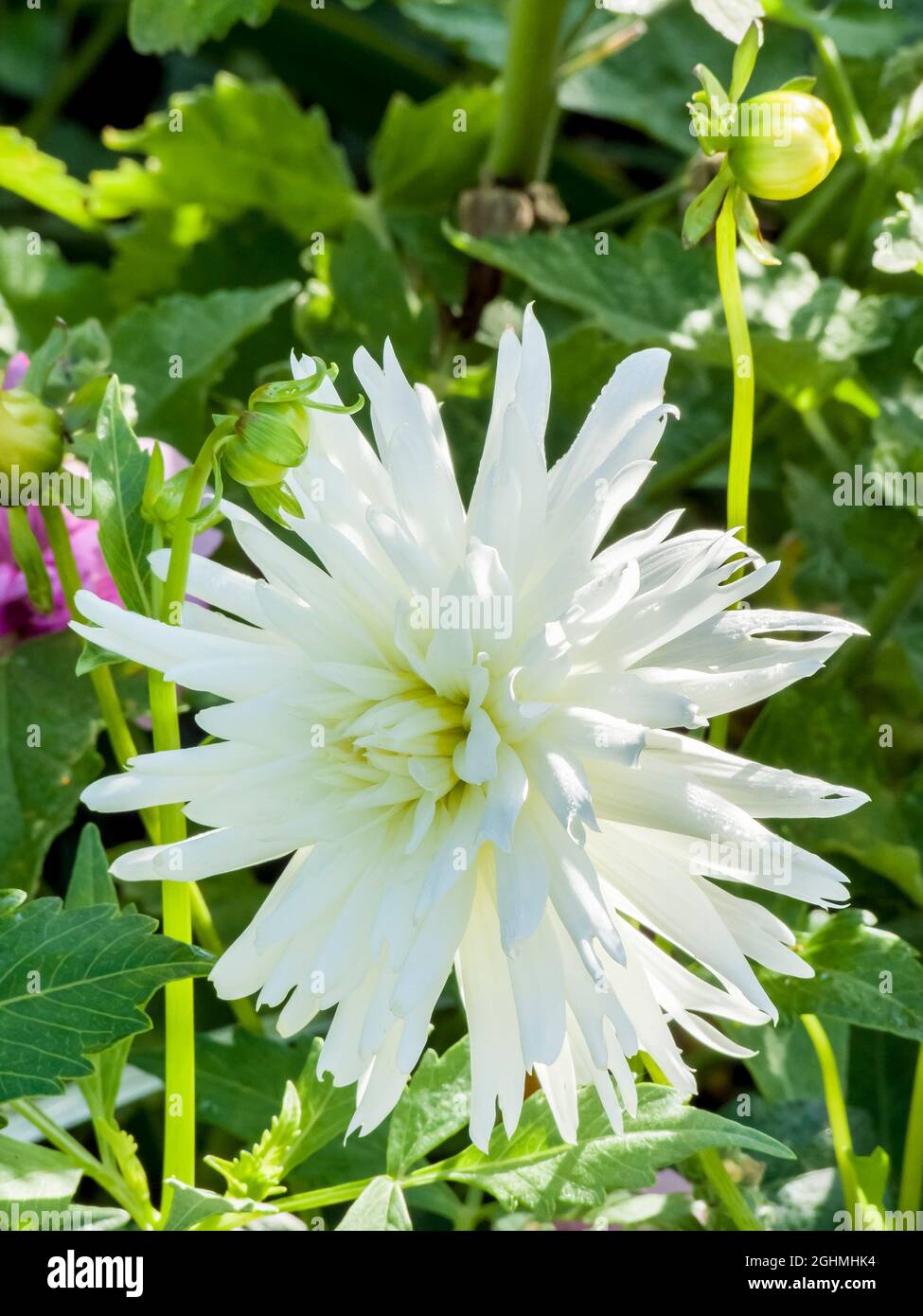 Dahlia 'White Princess' Obtenteur : Maarse (HOL Stock Photo - Alamy